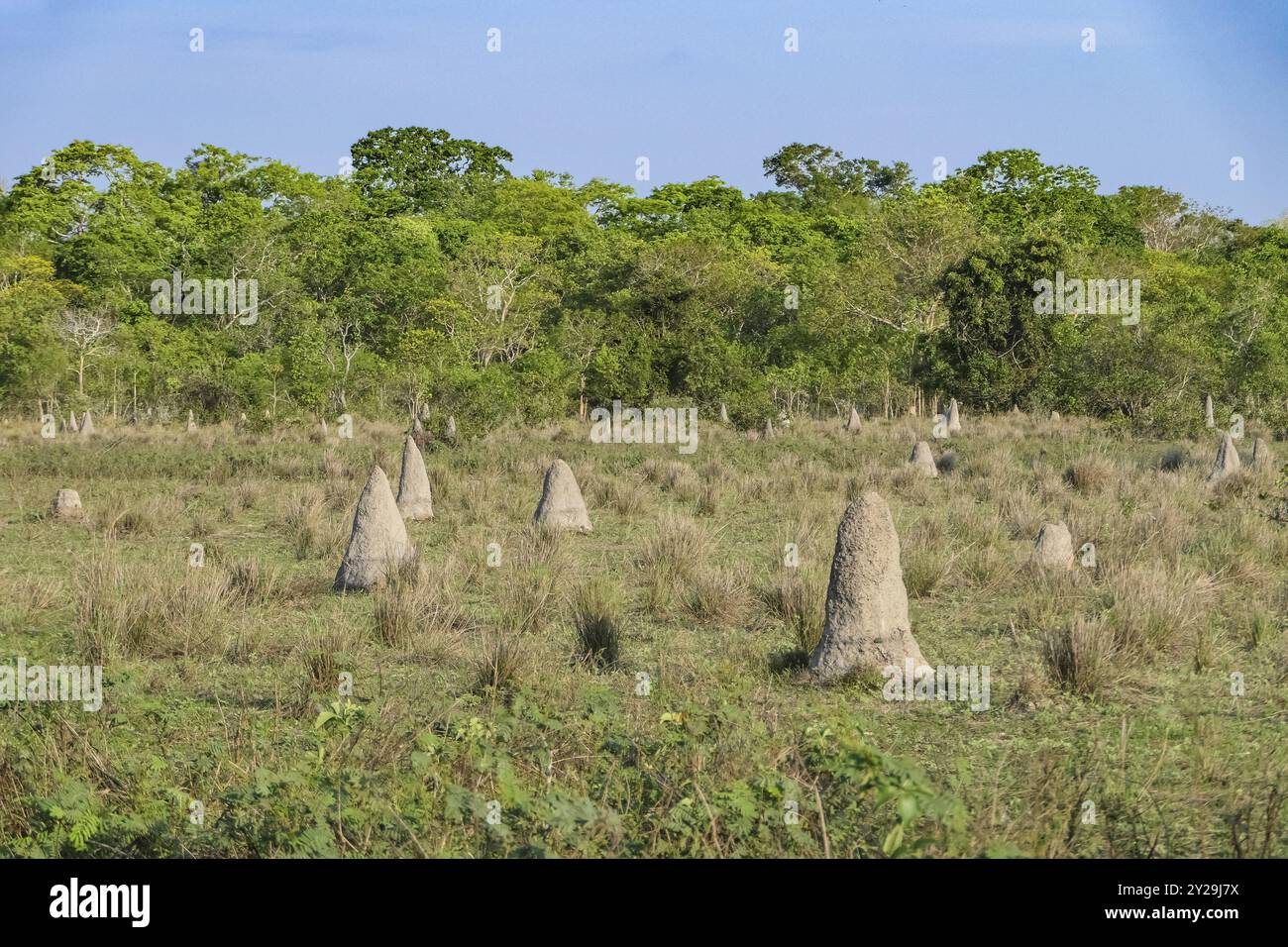 Termite mounds in Pantanal Wetlands landscape, Mato Grosso, Brazil ...