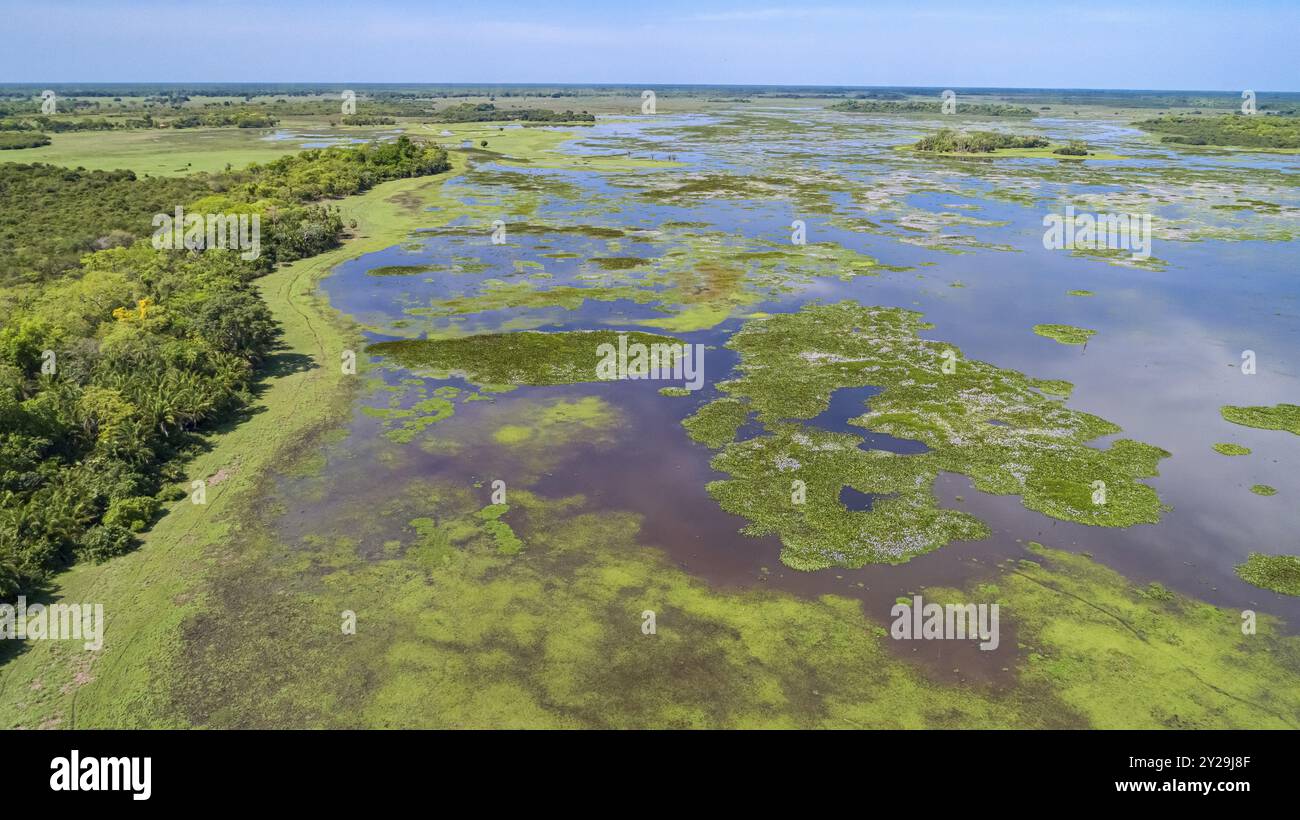 Aerial view of a flood plain with a fence and cattle in the Pantanal ...