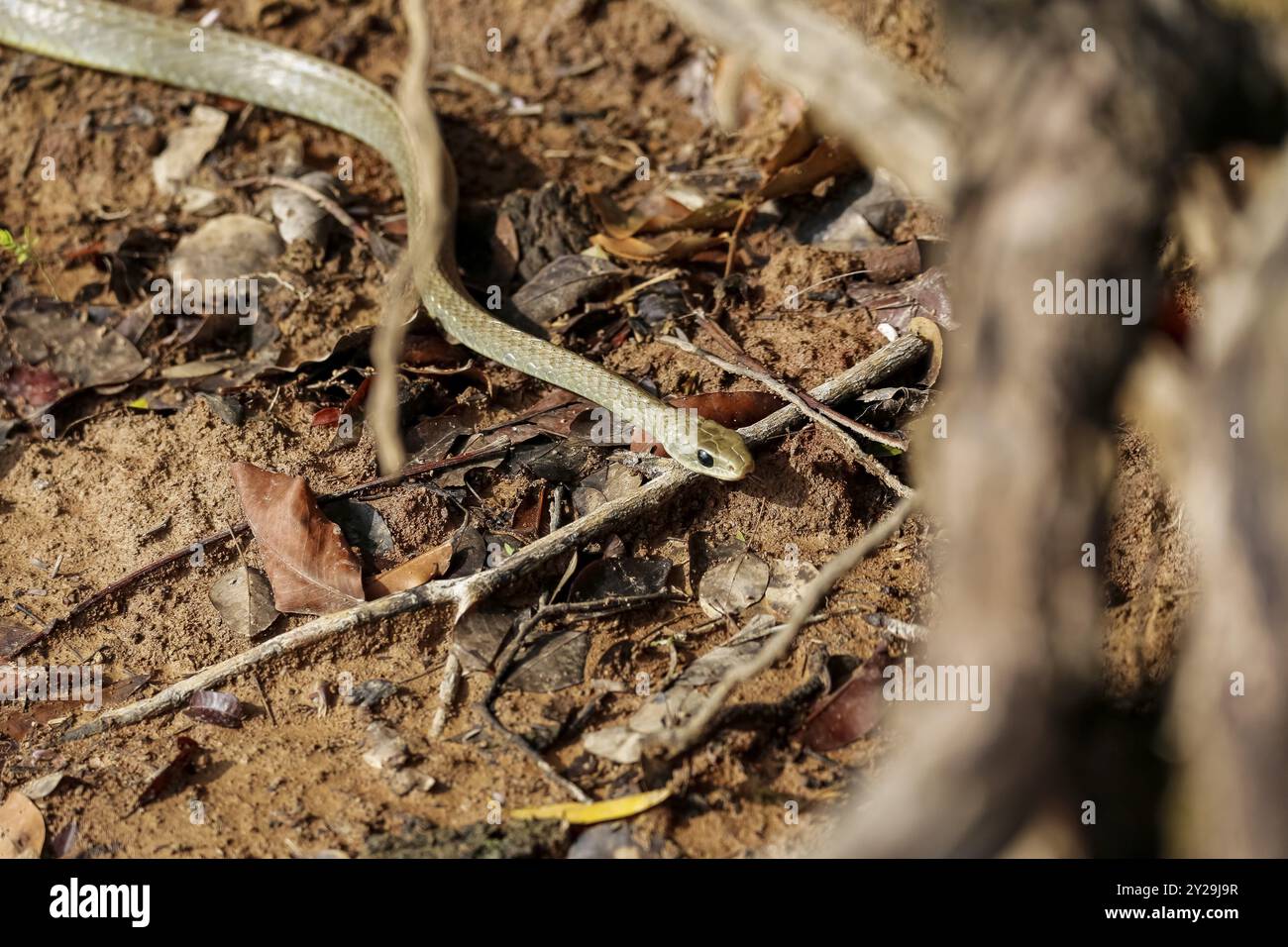 Yellow-tailed Cribo snake (Drymarchon corais) on forest floor in ...