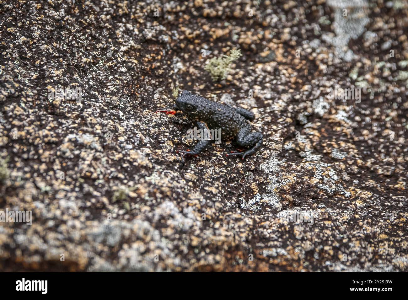 Close-up of a tiny Maldonada redbelly toad, an endemic Brazilian toad ...