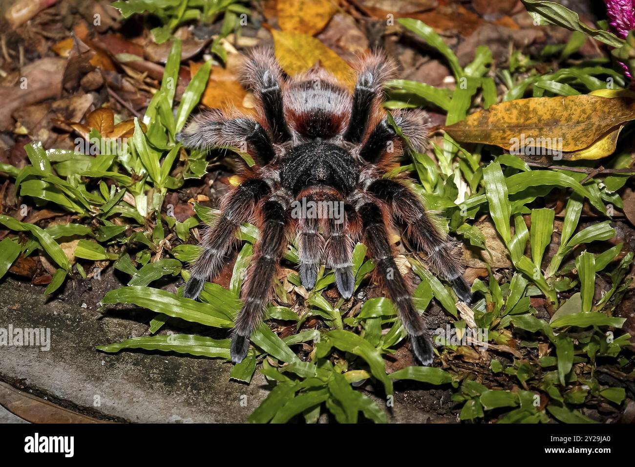 Close-up of a Brazilian salmon pink tarantula sitting in green grass ...