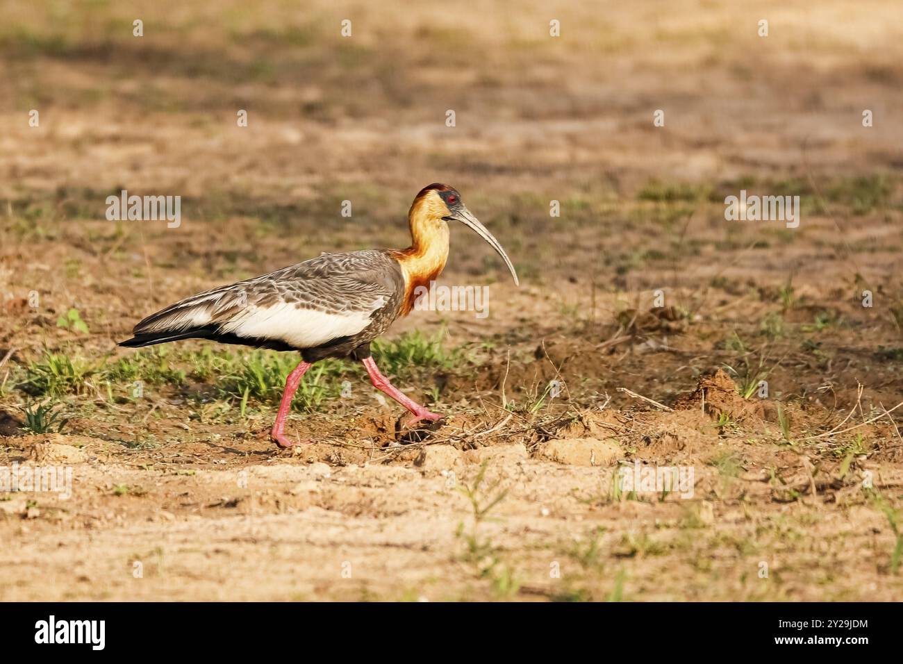 Buff-necked Ibis walking in sunshine on the ground, Pantanal Wetlands ...