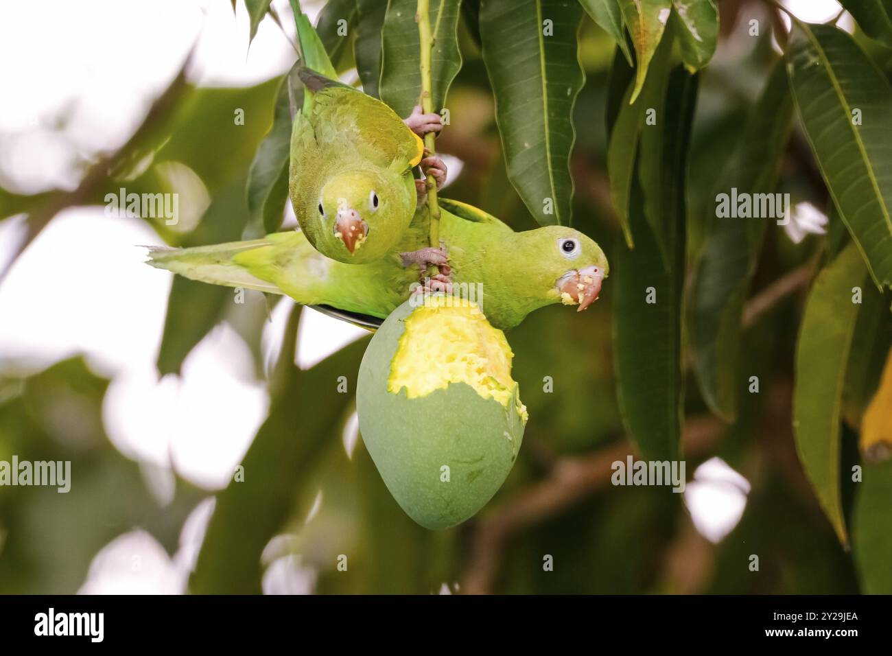Two Yellow-chevroned parakeet (Brotogeris chiriri) in a mango tree in ...