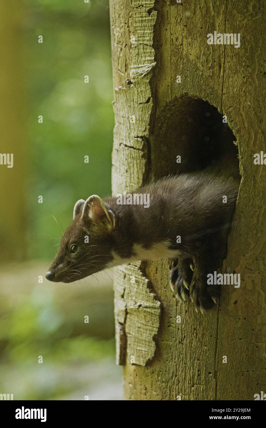 Pine marten standing from tree cave looking left Stock Photo - Alamy