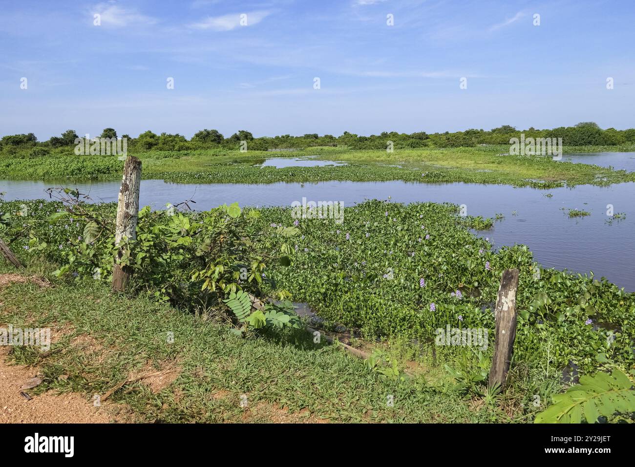 View to a lagoon with water plants in sunshine meandering through the ...