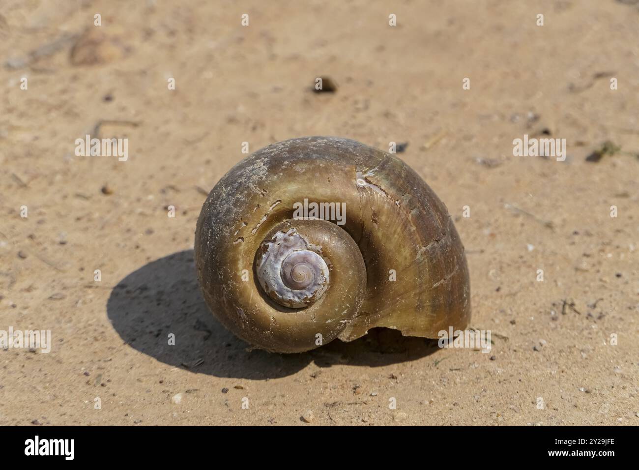 Brown snail shell on sandy ground, Pantanal Wetlands, Mato Grosso ...
