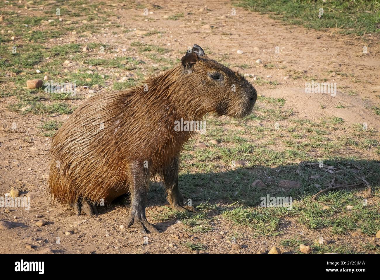 Cute capybara hi-res stock photography and images - Alamy