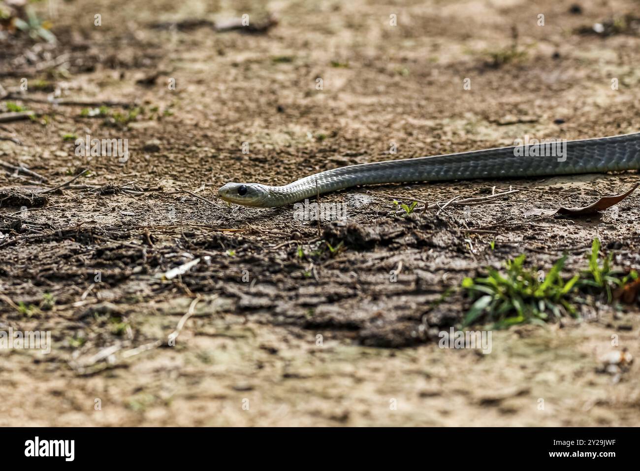 Side view of a Yellow-tailed Cribo snake (Drymarchon corais) on dirt ...
