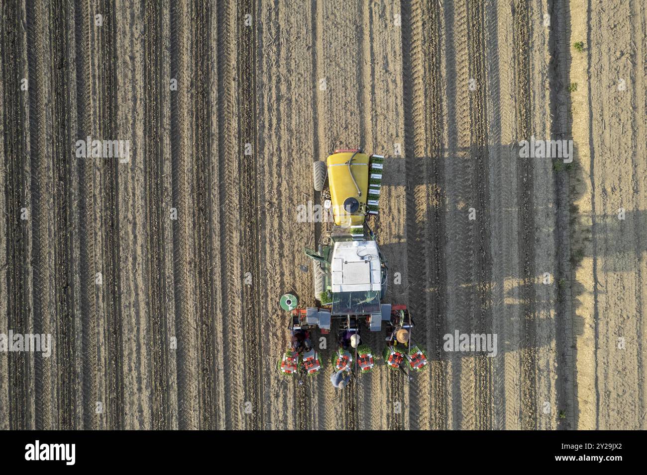 Overhead Aerial view of a tractor pulling an automatic tomato planter ...