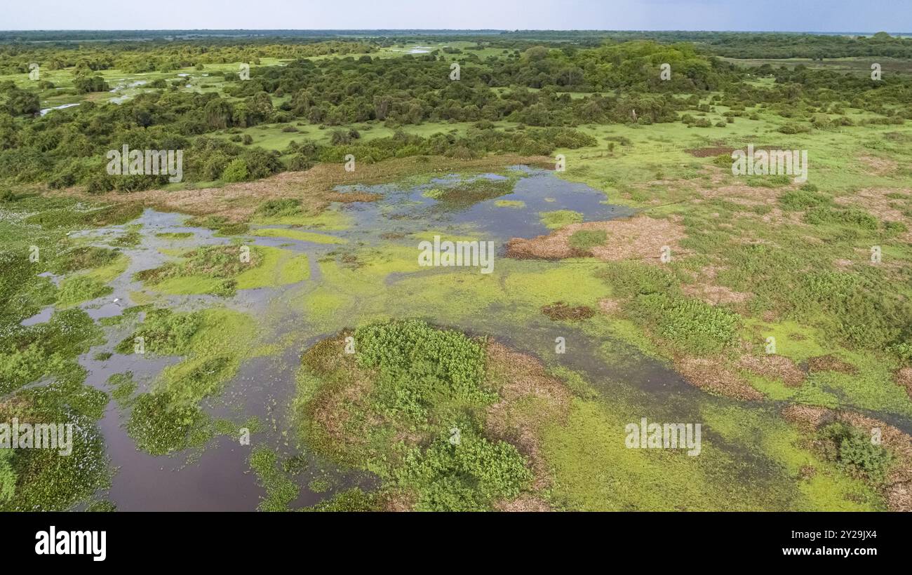 Aerial shot of typical Pantanal Wetlands landscape with cattle grazing ...