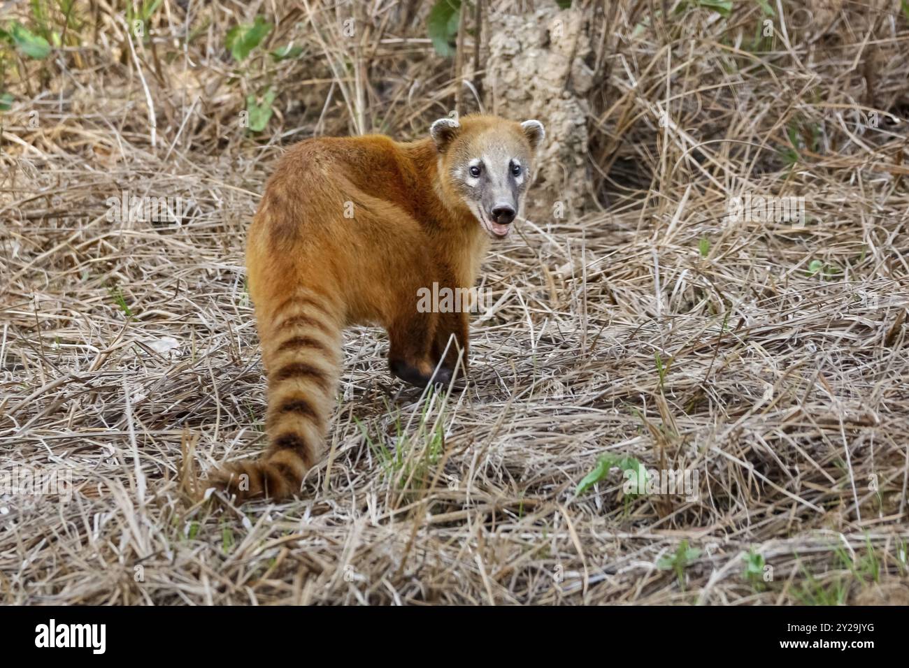 Cute Coati from backside on dry brown grass, Pantanal Wetlands Stock ...