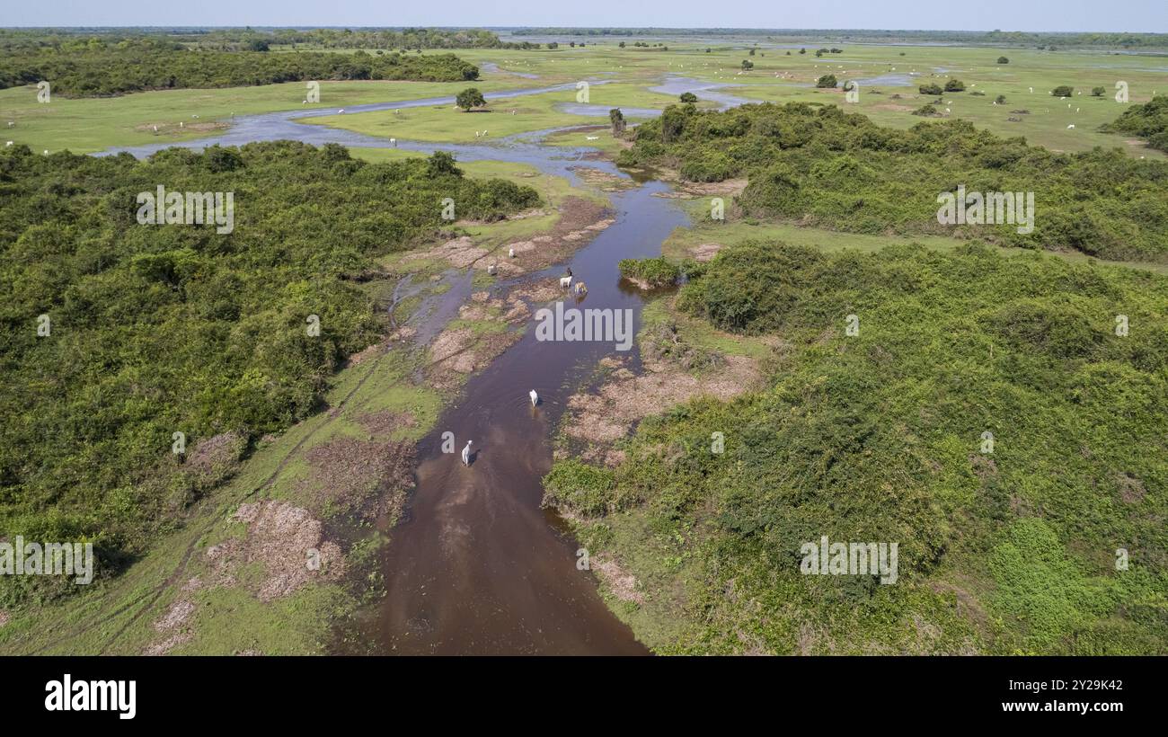 Aerial shot of typical Pantanal Wetlands landscape with cattle grazing ...