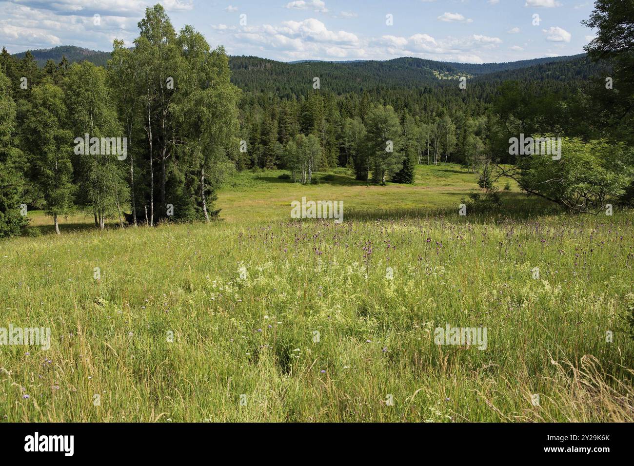 Mountain meadow Hinterfirmiansreut green meadow with red inflorescences ...