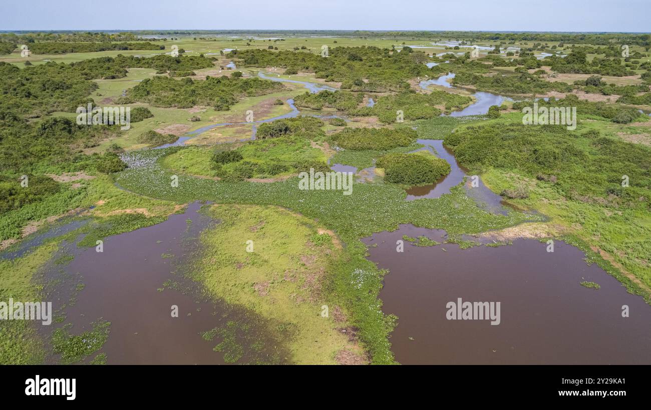 Aerial shot of typical Pantanal Wetlands landscape with lagoons, forest ...