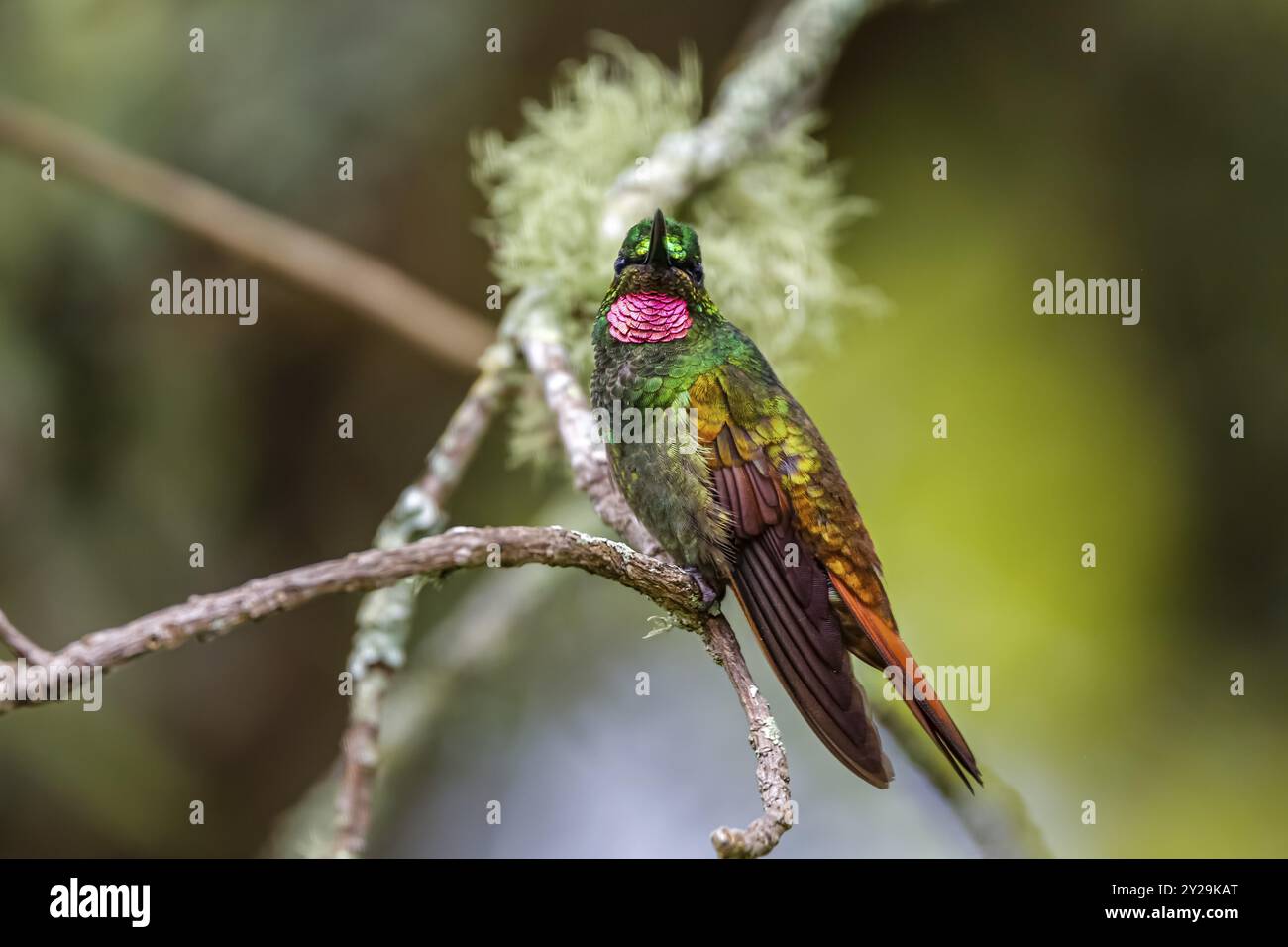 Front view of a beautiful colored Brazilian ruby perched on a branch ...