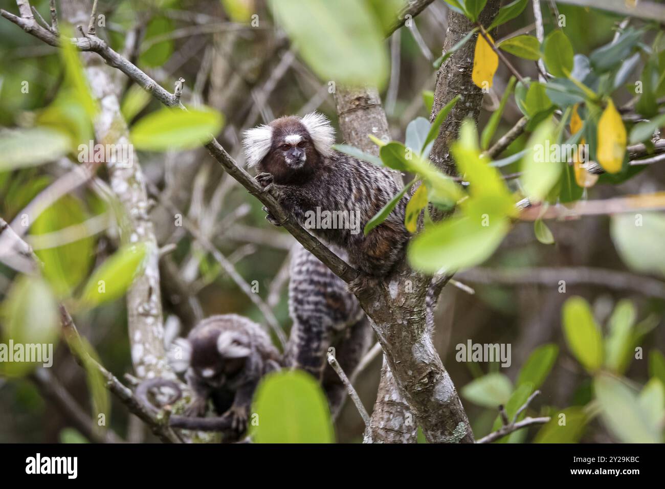 Common marmosets climbing in a green leaved tree, one is facing camera ...