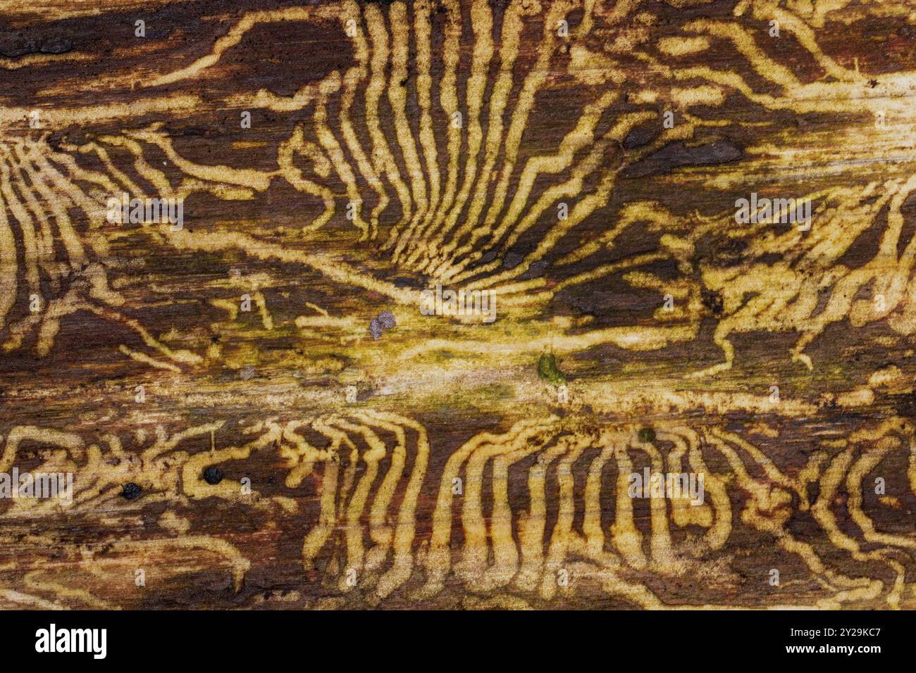 Book printer feeding marks in tree trunk Stock Photo - Alamy