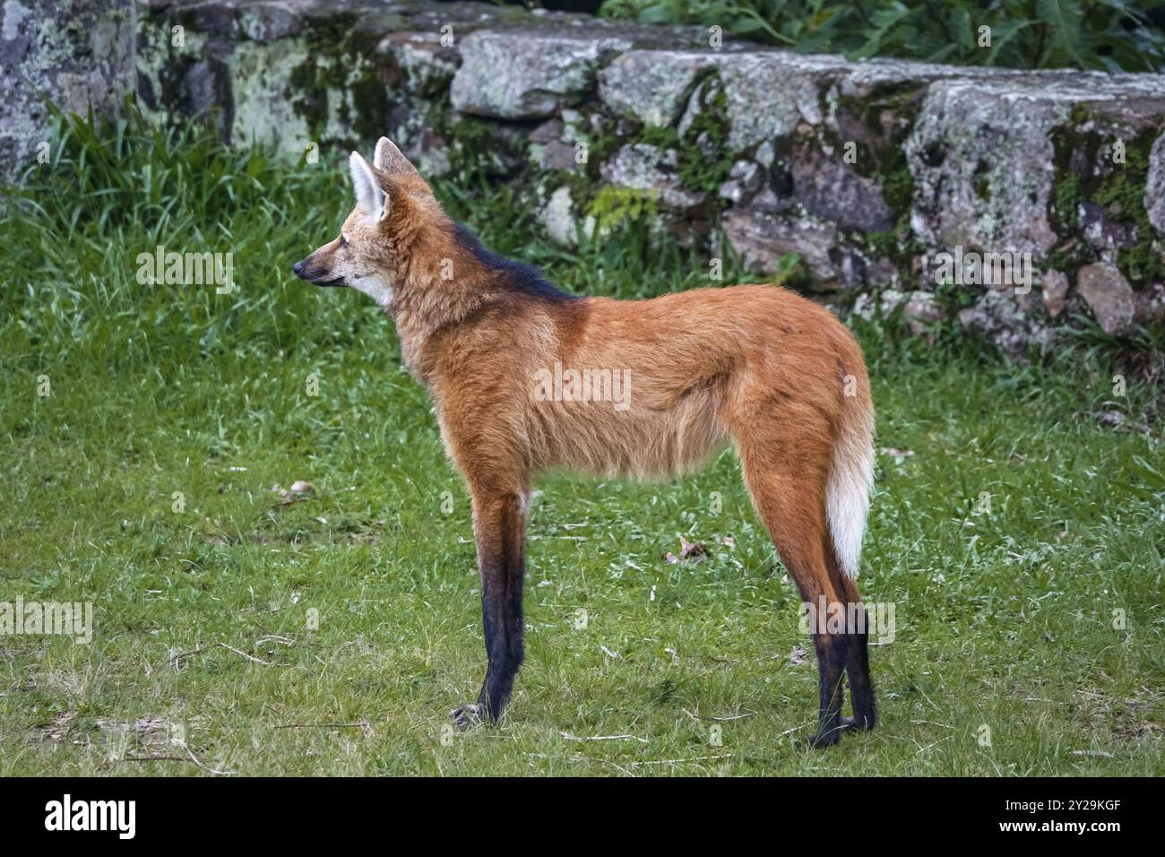 Side view of a Maned wolf on grassy grounds of Sanctuary Caraca, stone ...