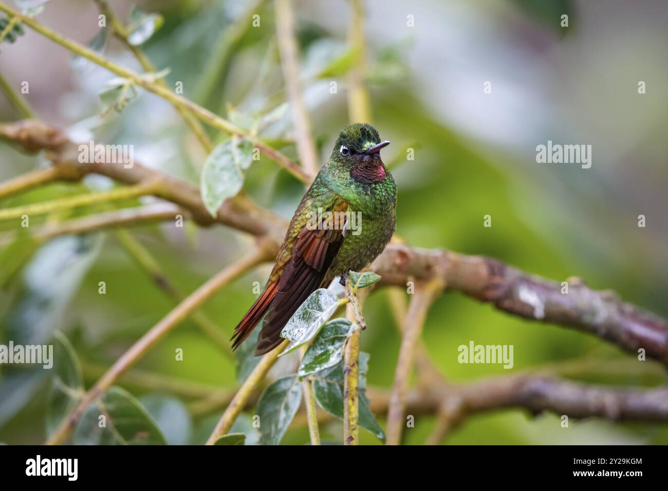 Beautiful colored Brazilian ruby perched on a branch against defocused ...