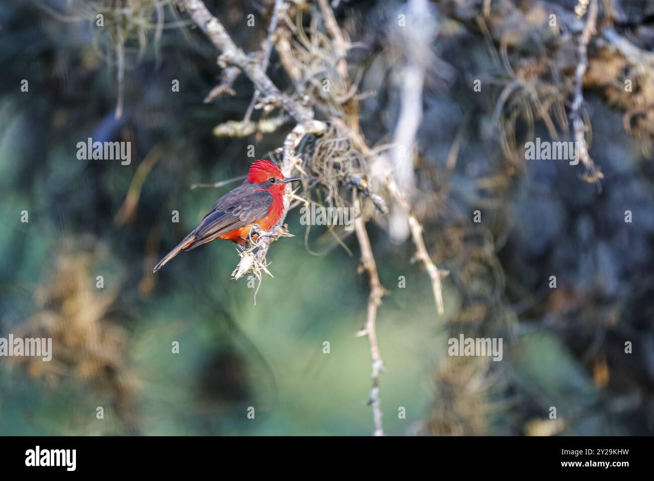 Vermillion flycatcher perching on a branch, sideview, against blurred ...
