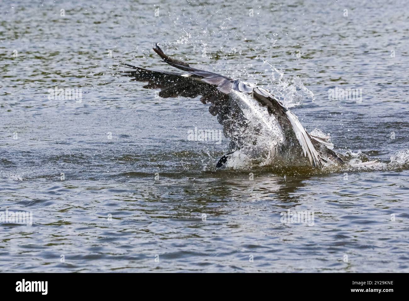 Cocoi Heron diving into water for catching fish, Pantanal Wetlands ...