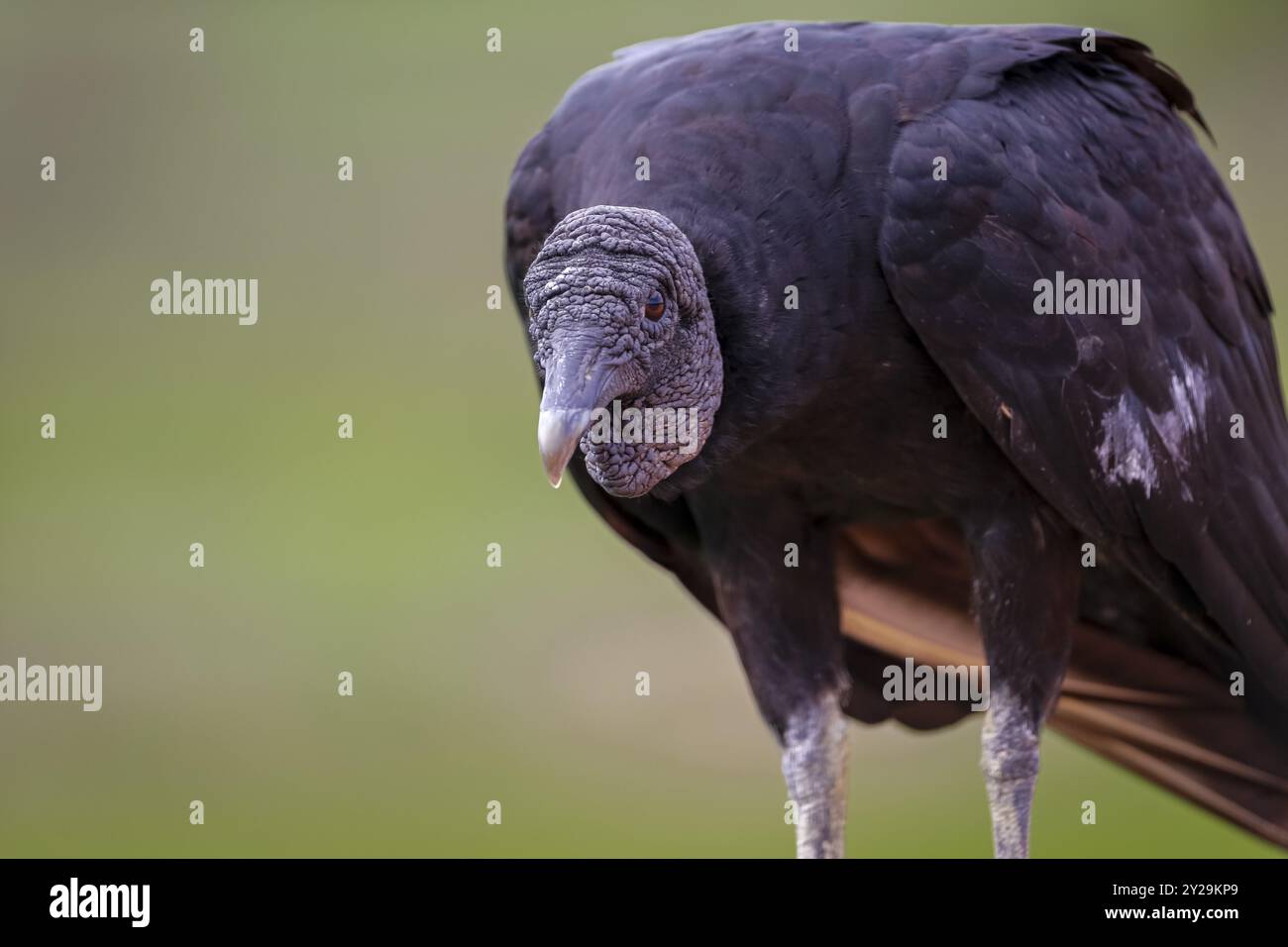 Close-up of a Black vulture, facing to camera, Pantanal Wetlands, Mato ...