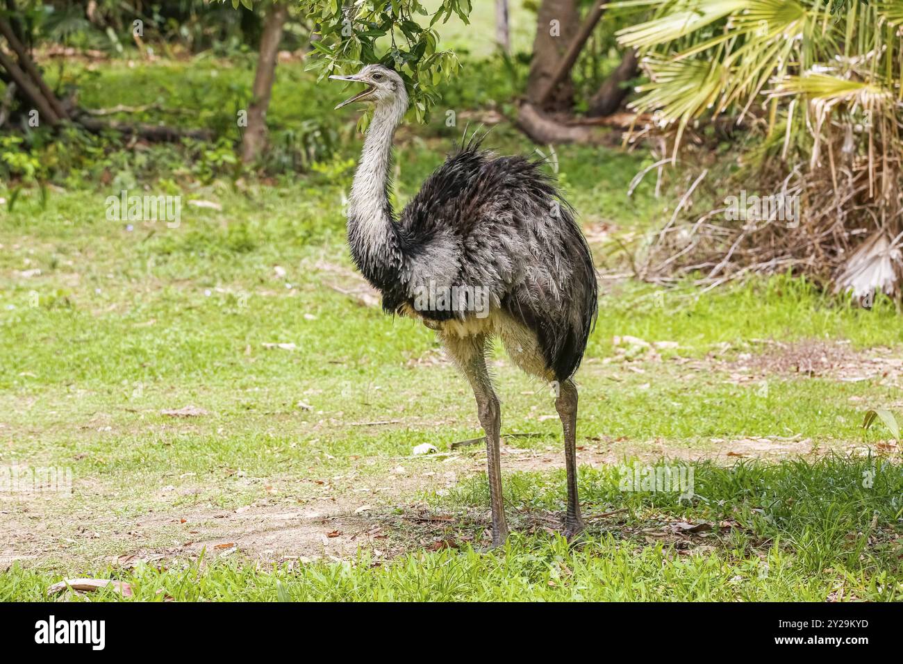 Rhea or Nandu standing under a palm tree in green grass with open beak ...
