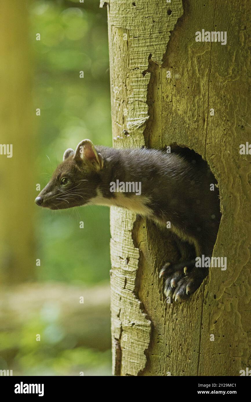 Pine marten standing from tree cave looking left Stock Photo - Alamy