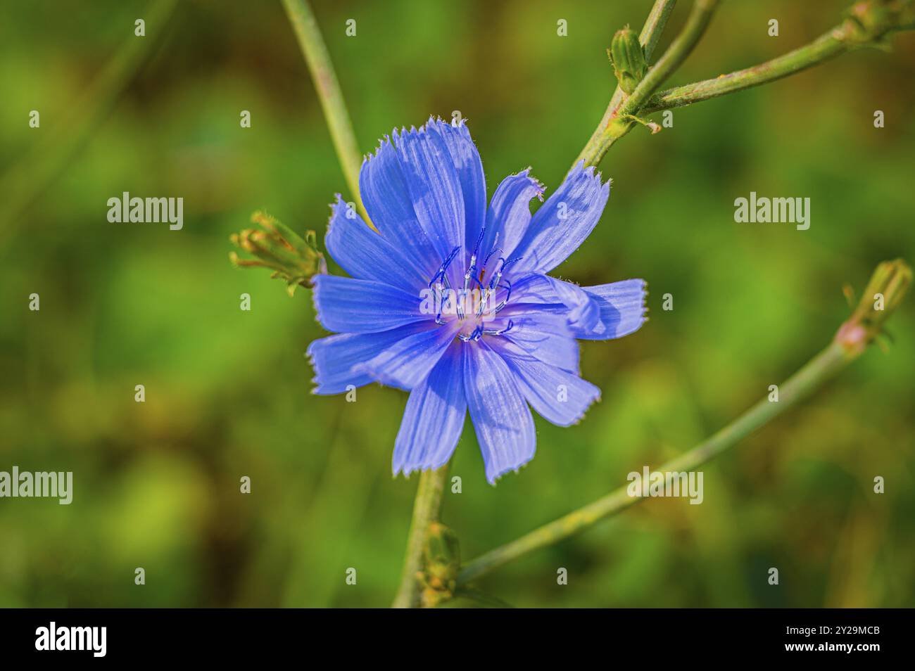 Purple flower of the cornflower (Centaurea cyanus) in sunlight against ...