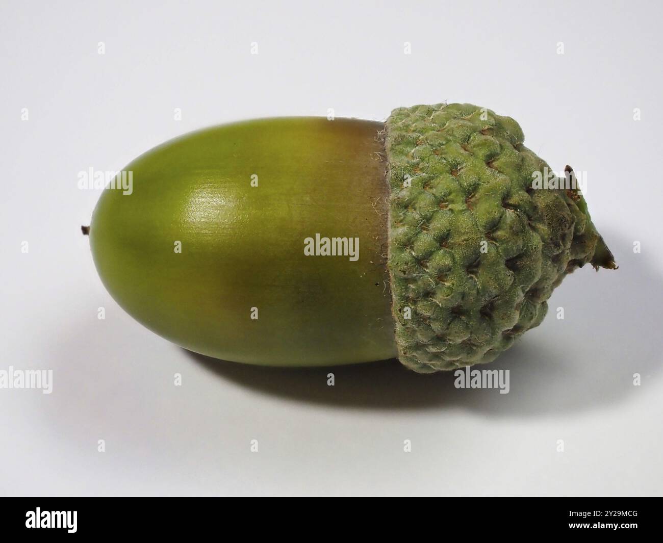 Acorn nut fruit of oak trees (Quercus), white background, North Rhine ...