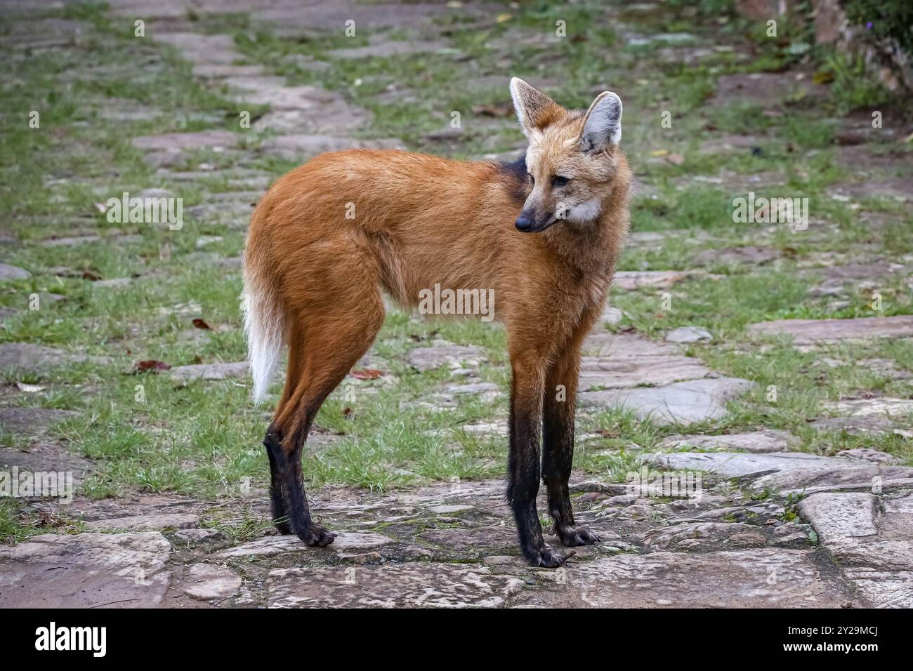 Maned wolf on a pathway of Sanctuary Caraca, turning head to the left ...