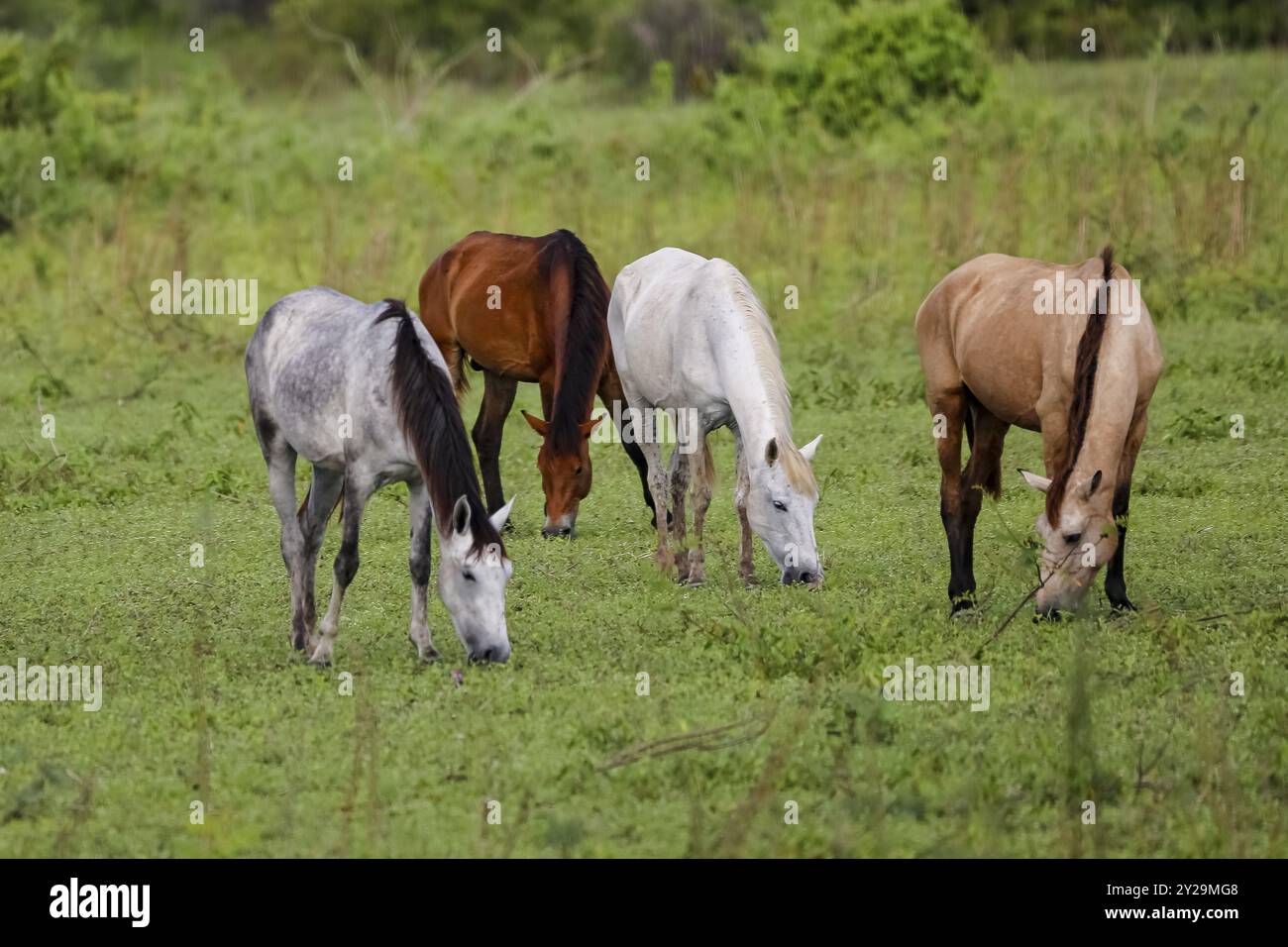 Four different colored horses grazing on a lush green meadow in the ...