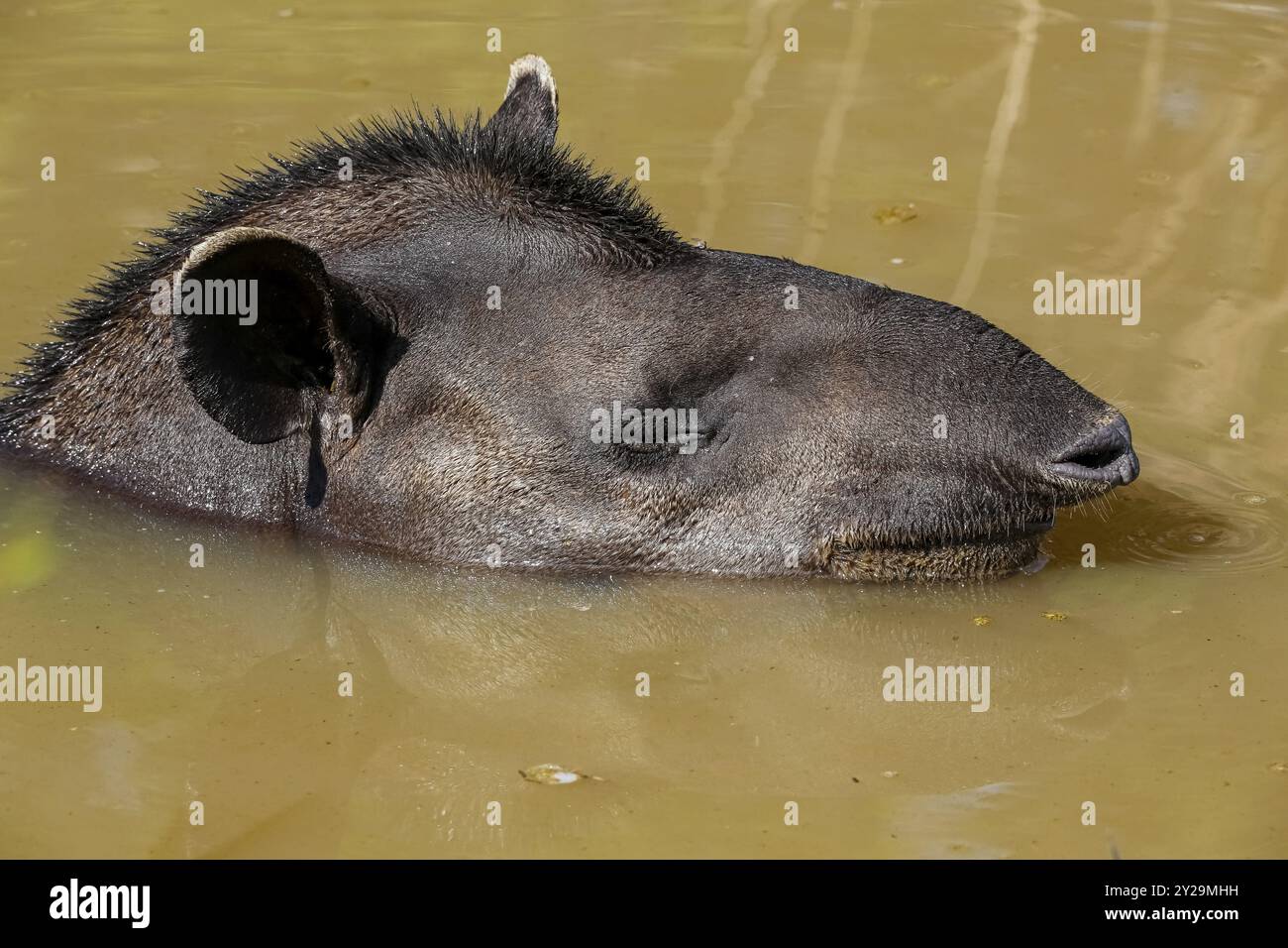 Close-up of a Tapir head in a muddy pond, side view face, Pantanal ...