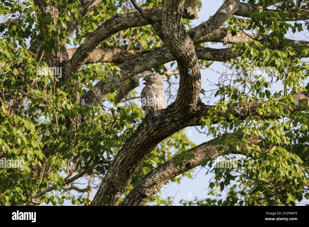 Great Potoo with perfect camouflage in a tree, Pantanal Wetlands, Mato ...