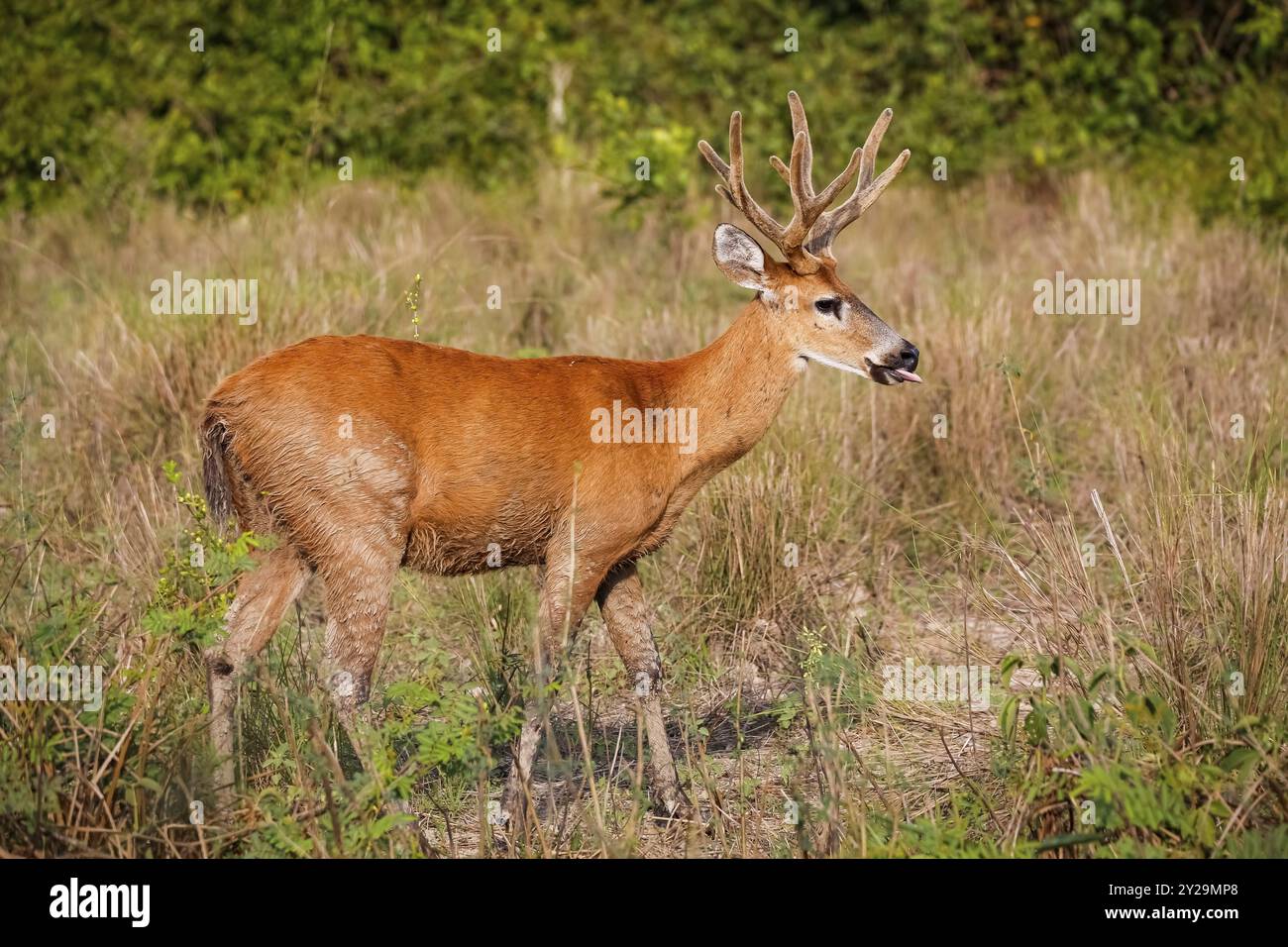 Side view of a Pampa Deer with beautiful colored fur in the afternoon ...