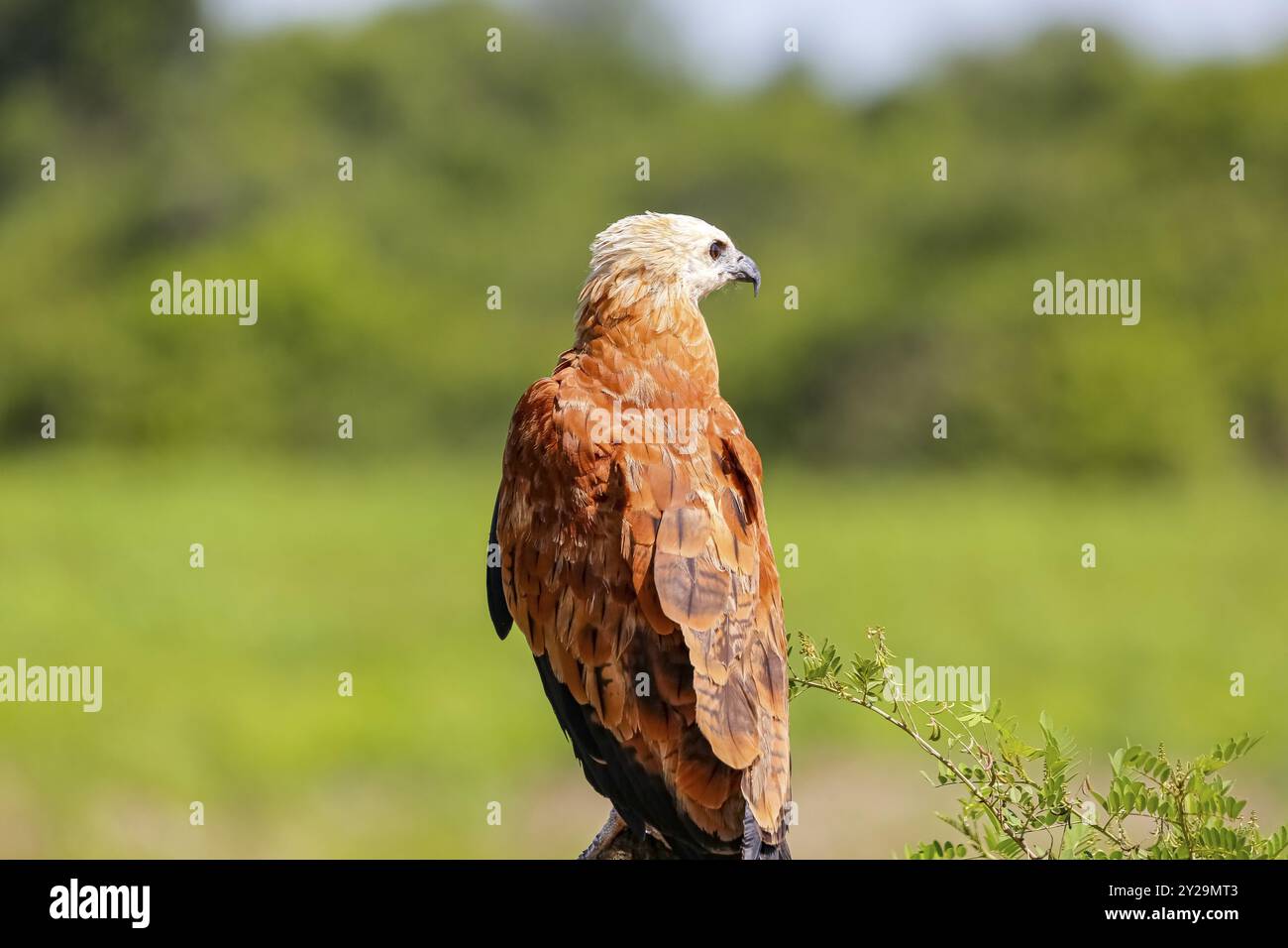 Close-up of a Black-collared hawk from back, face to the right against ...