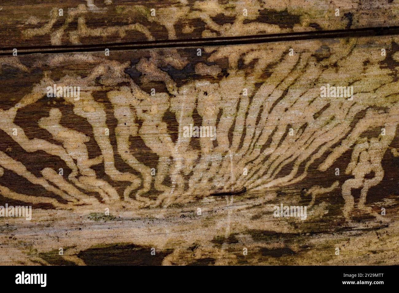 Book printer feeding marks in tree trunk Stock Photo - Alamy