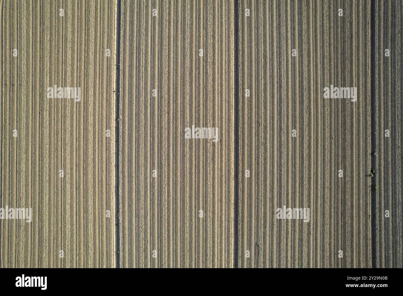 Aerial view of automated tomato planting on a farm, showing modern ...