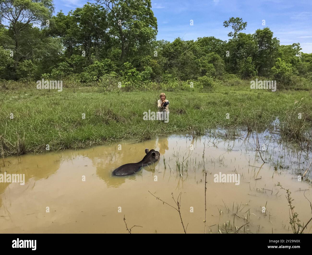 Female tourist watches a Tapir swimming in a muddy pond, kneeling on ...