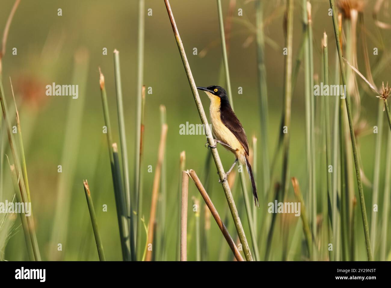 Reed stalk south america hi-res stock photography and images - Alamy