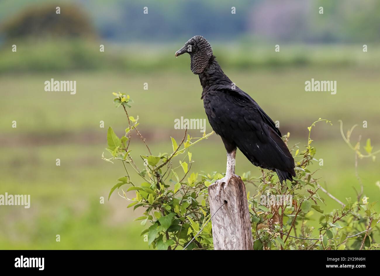 Side view of a Black vulture against green background, Pantanal ...