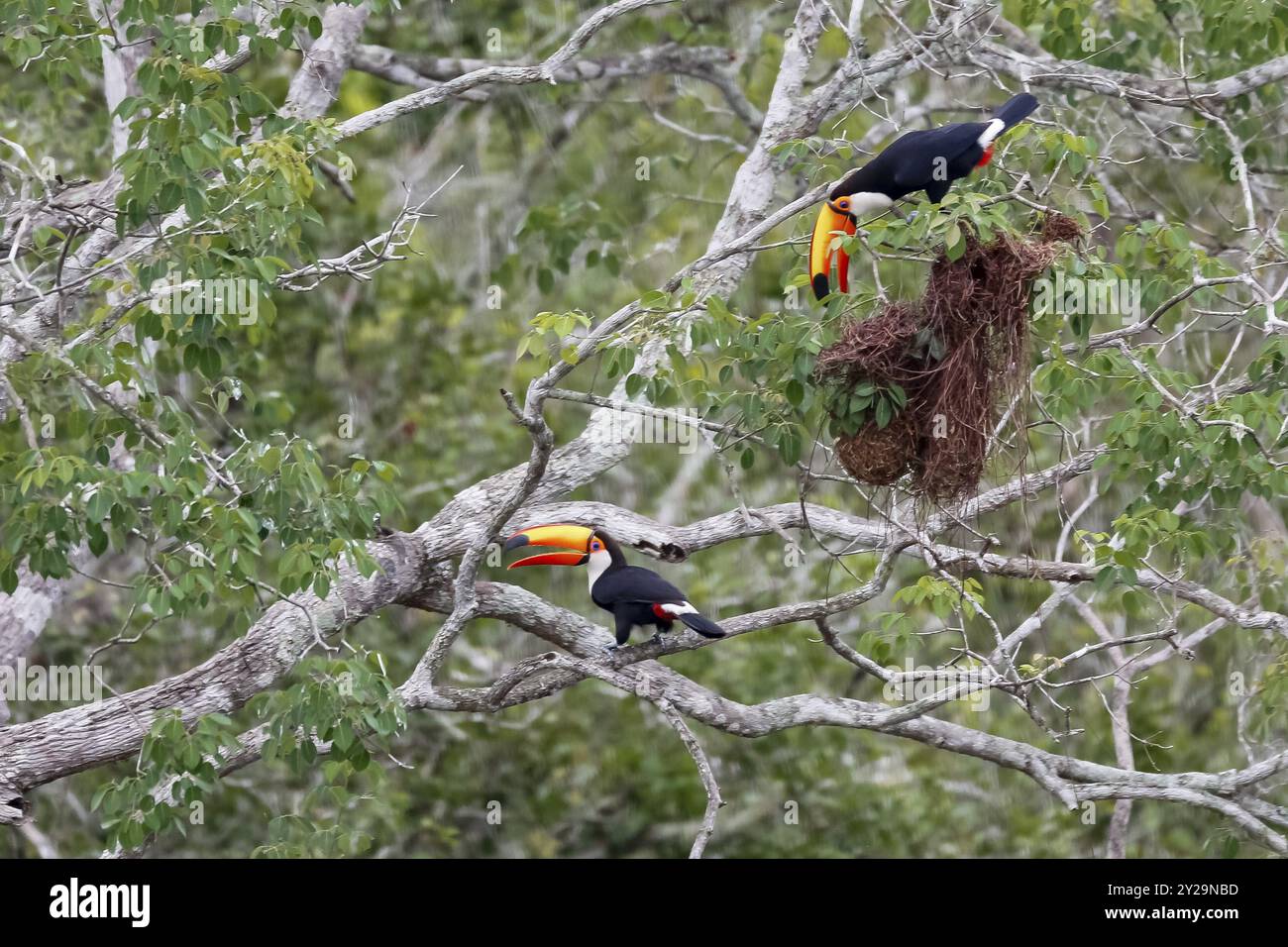 Two Toco Toucans in a tree, one plundering a birds nest, Pantanal ...