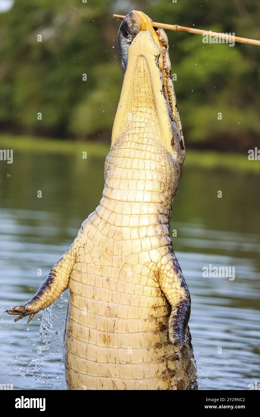 Yacare Caiman jumping out of the water to catch fish, Pantanal Wetlands ...