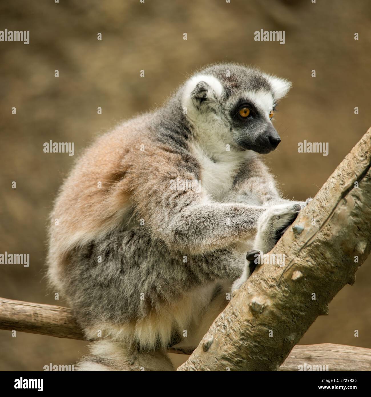 Gray and white lemur hi-res stock photography and images - Alamy