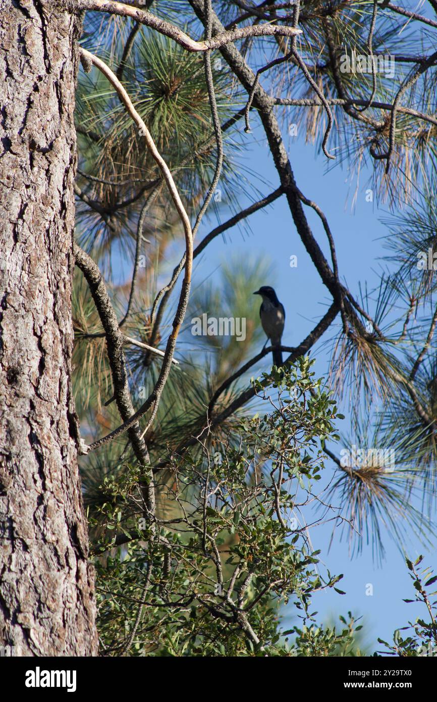 Bird side view silhouette sitting on tall tree with blue sky at William ...