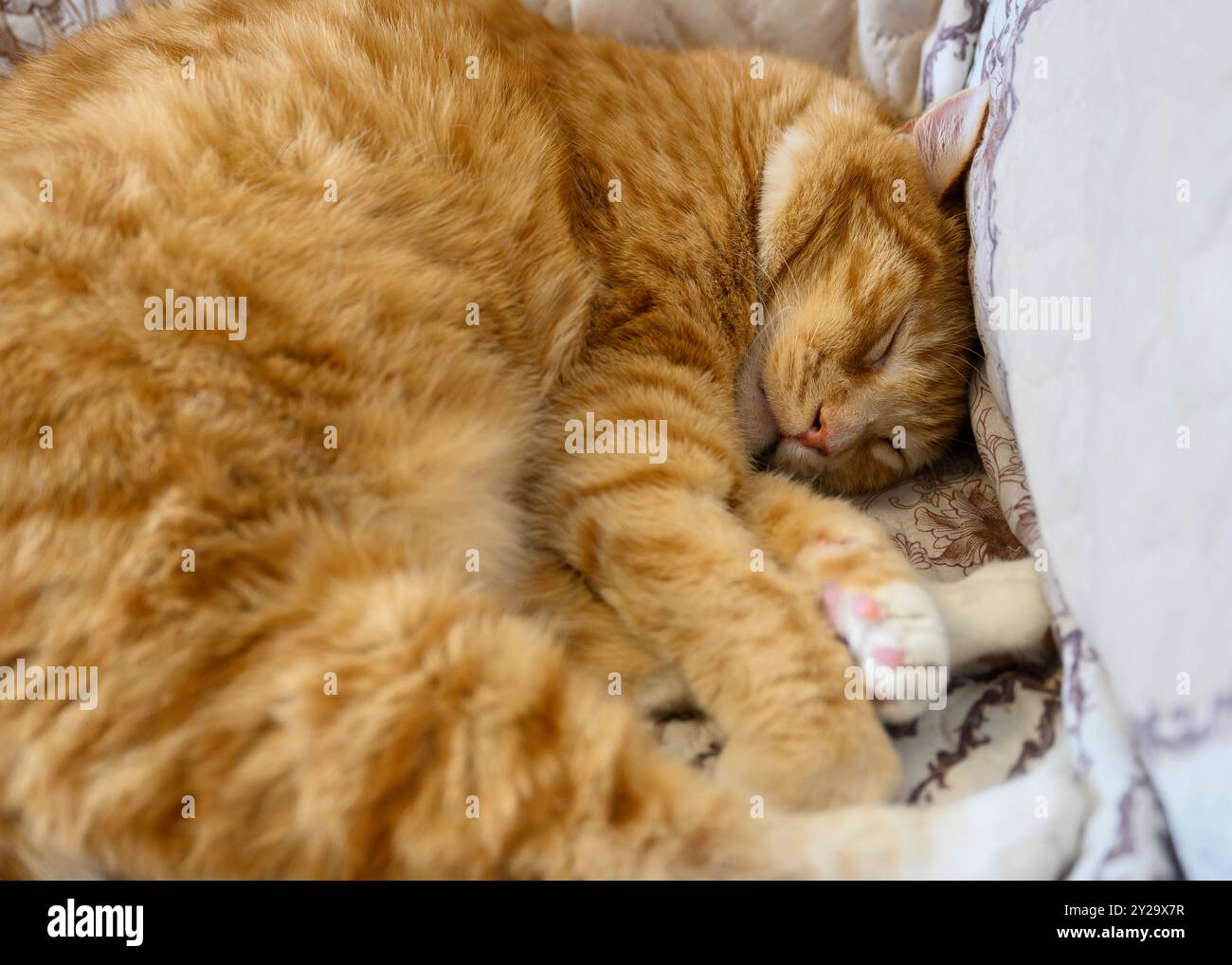 A red-haired cat curled up sleeping on the couch Stock Photo - Alamy
