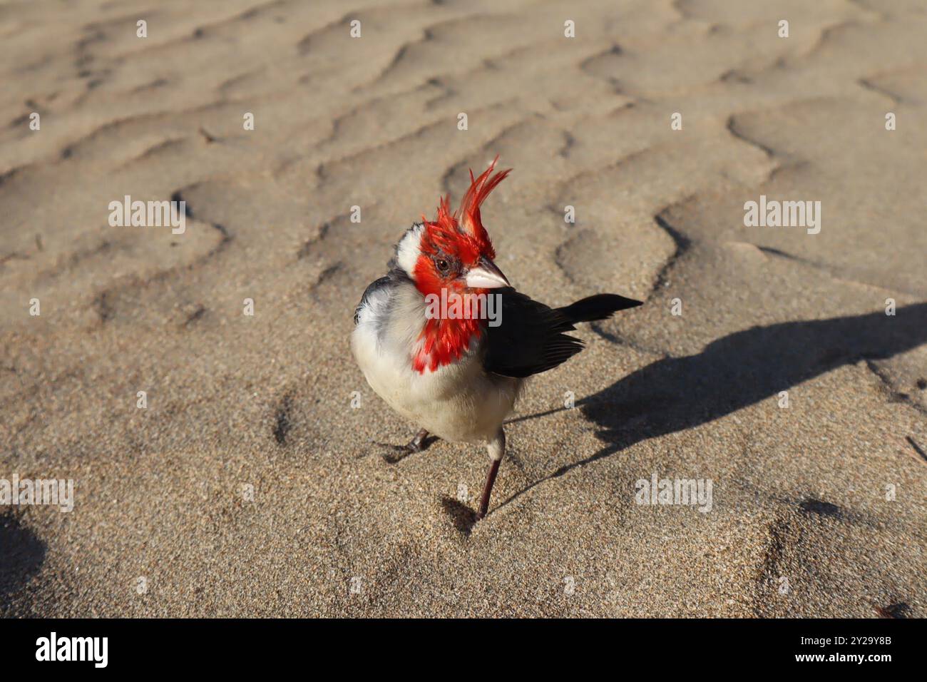 Red-crested cardinal (Paroaria coronata) close-up standing on sand in ...