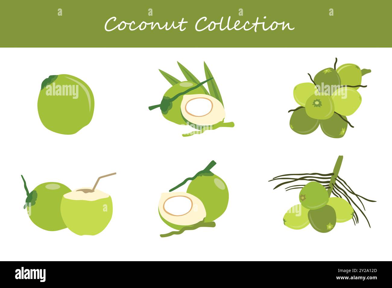 coconut collection in different poses. Vector illustration Stock Vector ...