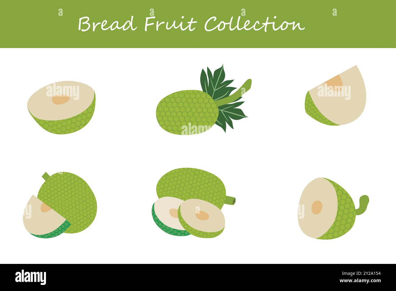 bread fruit collection in different poses. Vector illustration Stock ...