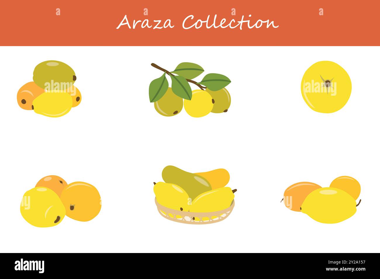 Araza fruit collection in different poses. Vector illustration Stock ...
